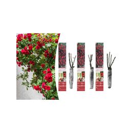 GARDENZO 3er-Set: Kletterrosen in Rot | Gr.: onesize