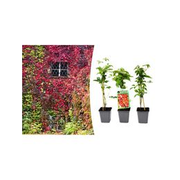 GARDENZO 3er-Set: Parthenocissus quinquefolia in Bunt | Gr.: onesize