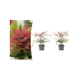 GARDENZO 2er-Set: Nandina Domestica Obsessed in Bunt | Gr.: onesize