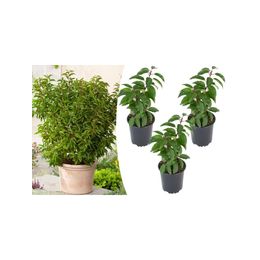 GARDENZO 3er-Set: Prunus lusitanica 'Angustifolia' | Gr.: onesize
