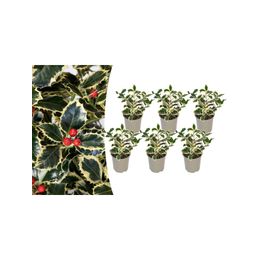 GARDENZO 6er-Set: Ilex aquifolium 'Argentea Marginata' | Gr.: onesize