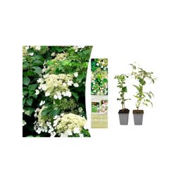 GARDENZO 2er-Set: Kletterhortensie in Weiß | Gr.: onesize