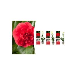 GARDENZO 3er-Set: Kamelien in Rot | Gr.: onesize