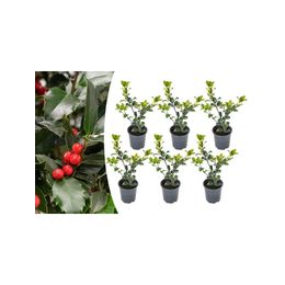 GARDENZO 6er-Set: Ilex meserveae 'Blue Maid' | Gr.: onesize