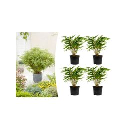 GARDENZO 4er-Set: Fargesia (Schrimbambus) Medium nicht wuchernd | Gr.: onesize