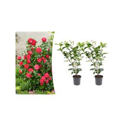 GARDENZO 2er-Set: Kamelienstrauch "Japanische Rose" XL in Rot | Gr.: onesize