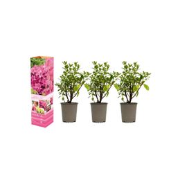 GARDENZO 3er-Set: Azalee in Rosa | Gr.: onesize
