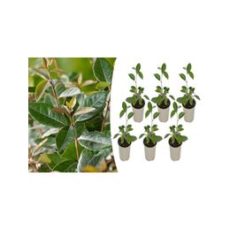 GARDENZO 6er-Set: Elaeagnus ebbingei | Gr.: onesize
