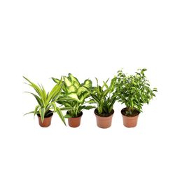 GARDENZO 4er-Set: Trendiger Zimmerpflanzen-Mix | Gr.: onesize