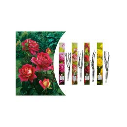 GARDENZO 4er-Set: Duftende großblumige Gartenrosen in Bunt | Gr.: onesize