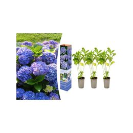 GARDENZO 3er-Set: Macrophylla Hortensien in Blau | Gr.: onesize