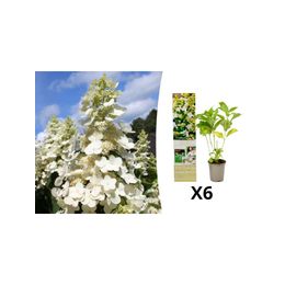 GARDENZO 6er-Set: pan. 'Kyushu' Hortensien in Weiß | Gr.: onesize