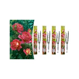 GARDENZO 4er-Set: Großblumige Gartenrosen in Gelb-Rot | Gr.: onesize