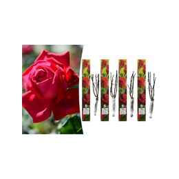 GARDENZO 4er-Set: Duftende großblumige Gartenrosen in Rot | Gr.: onesize
