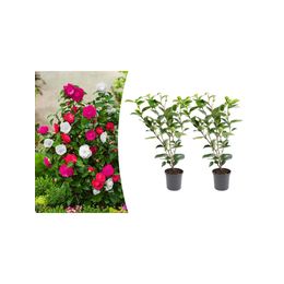 GARDENZO 2er-Set: Kamelienstrauch "Japanische Rose" XL in Tricolor | Gr.: onesize