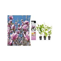 GARDENZO 3er-Set: Magnolien Soulangeana in Dunkel Rosa | Gr.: onesize