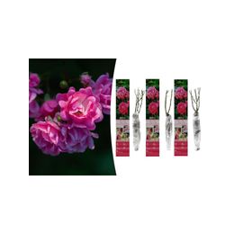 GARDENZO 3er-Set: Polyantha-Rosen in Rosa | Gr.: onesize