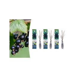GARDENZO 3er-Set: Beeren in Schwarz | Gr.: onesize