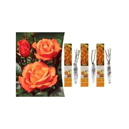 GARDENZO 3er-Set: Großblütige Rosen in Orange | Gr.: onesize