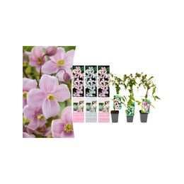 GARDENZO 3er-Set: Klematis Montana in Bunt | Gr.: onesize