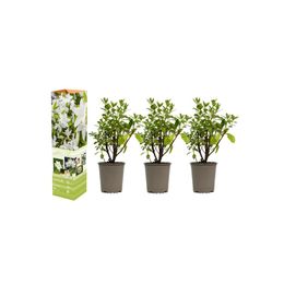 GARDENZO 3er-Set: Azalee in Weiss | Gr.: onesize