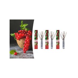 GARDENZO 3er-Set: Beeren in Rot | Gr.: onesize