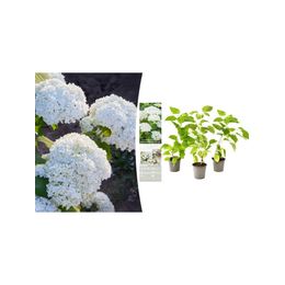 GARDENZO 3er-Set: arb. 'Annabelle' Hortensien in Weiß | Gr.: onesize