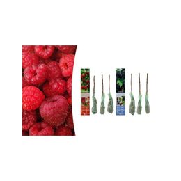 GARDENZO 6er-Set: Beeren in Bunt | Gr.: onesize