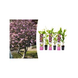 GARDENZO 3er-Set: Magnolien Susan in Rosa | Gr.: onesize