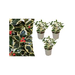GARDENZO 3er-Set: Ilex aquifolium 'Argentea Marginata' | Gr.: onesize