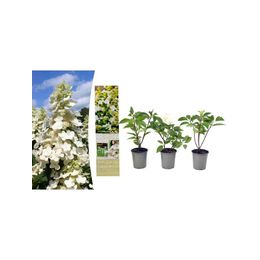 GARDENZO 3er-Set: pan. 'Kyushu' Hortensien in Weiß | Gr.: onesize