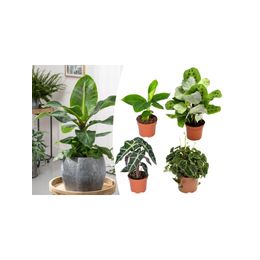 GARDENZO 4er-Set: Exotischer Zimmerpflanzen-Mix | Gr.: onesize
