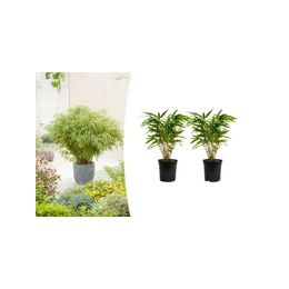 GARDENZO 2er-Set: Fargesia (Schrimbambus) Medium nicht wuchernd | Gr.: onesize