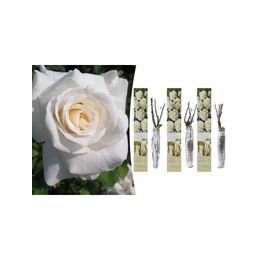 GARDENZO 3er-Set: Großblütige Rosen in Weiß | Gr.: onesize