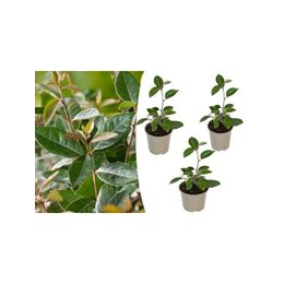 GARDENZO 3er-Set: Elaeagnus ebbingei | Gr.: onesize