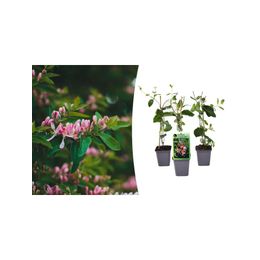 GARDENZO 3er-Set: Lonicera periclymenum in Bunt | Gr.: onesize