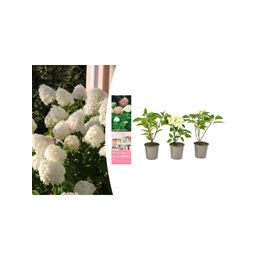 GARDENZO 3er-Set: pan. 'Phantom' Hortensien in Bunt | Gr.: onesize
