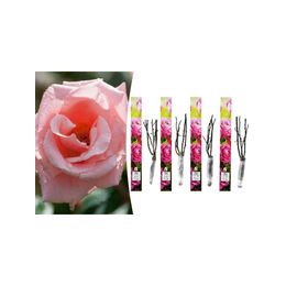GARDENZO 4er-Set: Duftende großblumige Gartenrosen in Rosa | Gr.: onesize