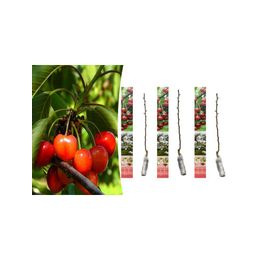 GARDENZO 3er-Set: Kirschschatz Morelle Obstb&auml;ume in Bunt | Gr.: onesize
