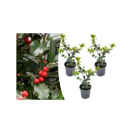 GARDENZO 3er-Set: Ilex meserveae 'Blue Maid' | Gr.: onesize