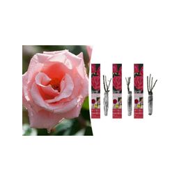 GARDENZO 3er-Set: Großblütige Rosen in Rosa | Gr.: onesize