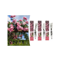 GARDENZO 3er-Set: Kletterrosen in Rosa | Gr.: onesize