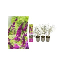 GARDENZO 3er-Set: Schmetterlingspflanzen Davidii in Purpurrot | Gr.: onesize