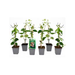 GARDENZO 6er-Set: Lonicera periclymenum in Bunt | Gr.: onesize