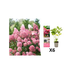 GARDENZO 6er-Set: pan. 'Pink Diamond' Hortensien in Rosa | Gr.: onesize