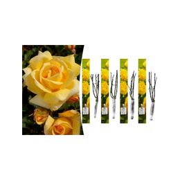 GARDENZO 4er-Set: Duftende großblumige Gartenrosen in Gelb | Gr.: onesize