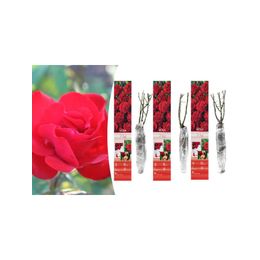 GARDENZO 3er-Set: Polyantha-Rosen in Rot | Gr.: onesize