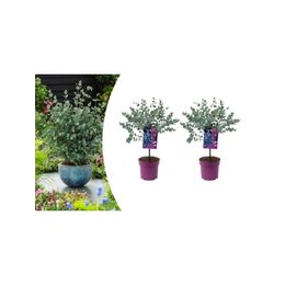 GARDENZO 2er-Set: Eucalyptus gunnii Azura am Stamm | Gr.: onesize