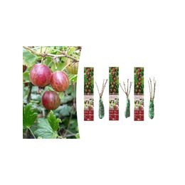 GARDENZO 3er-Set: Stachelbeeren in Rot | Gr.: onesize