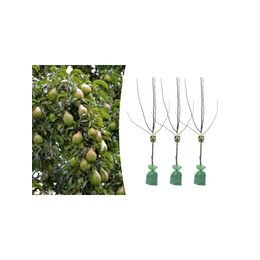 GARDENZO 3er-Set: XXL Birne Conference Obstb&auml;ume in Bunt | Gr.: onesize